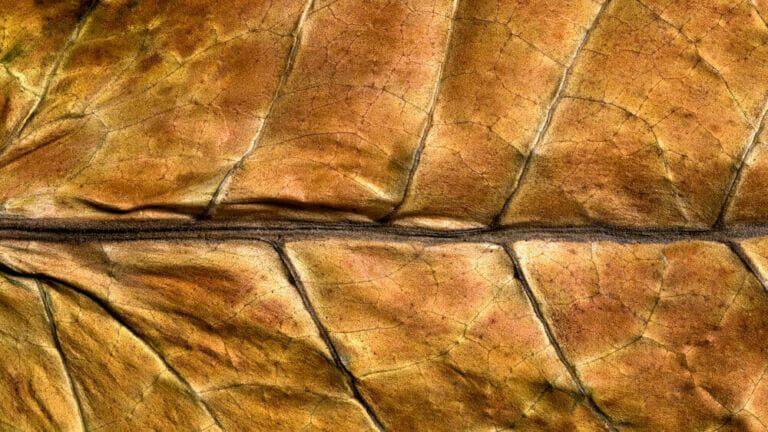 History and Significance of Cigarettes and Tobacco - MOUNTAIN Smokes