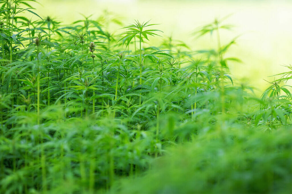 About MOUNTAIN Smokes